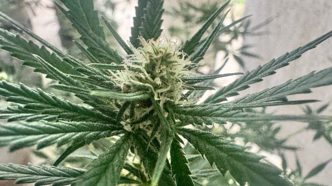 Week 4 flowering cannabis update - YouTube