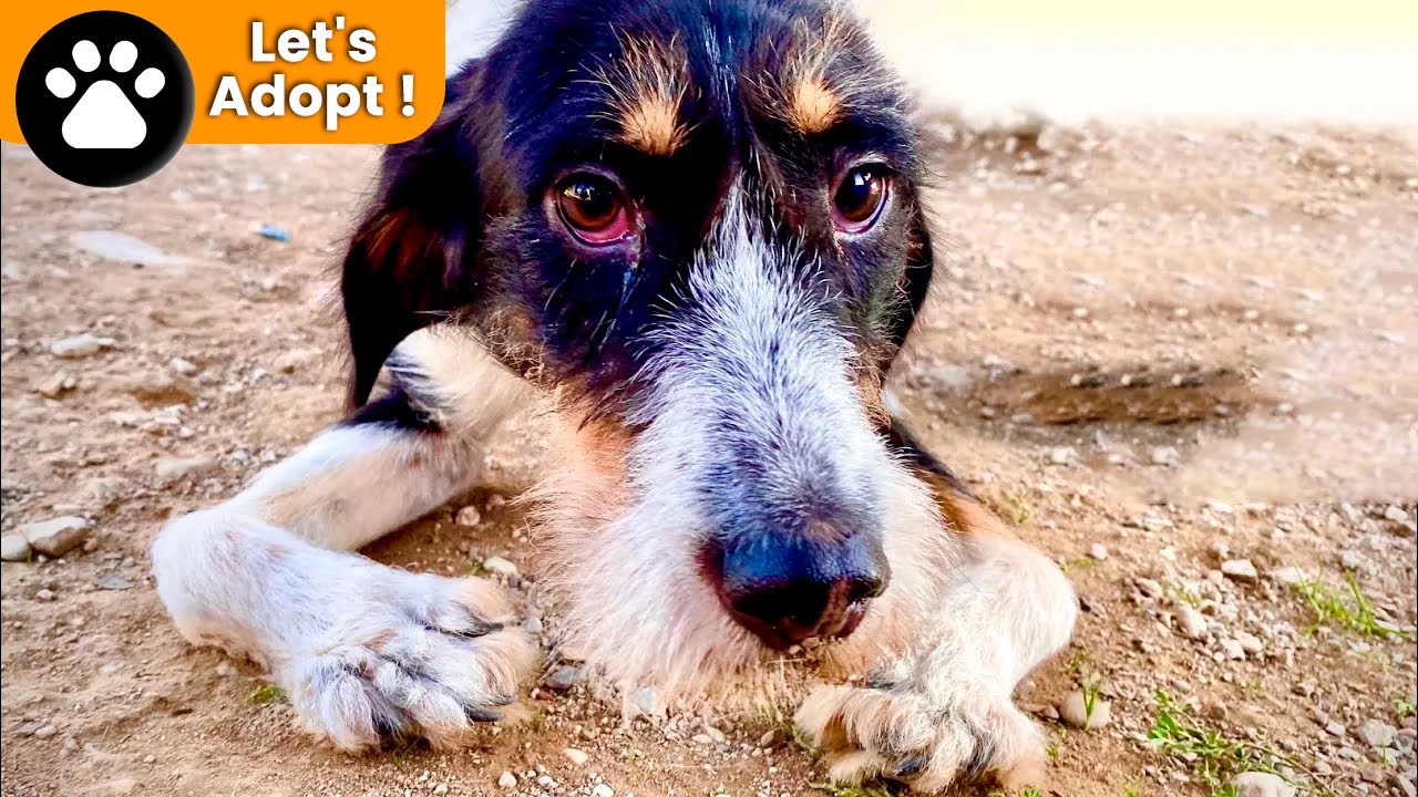 You have never seen anything like this… his legs were completely ...