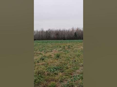 #лоси #осень #природа - YouTube