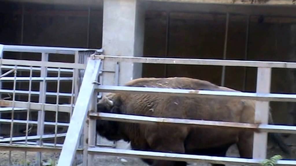 Дикий буйвол выламывает дверцу клетки. Wild Buffalo breaks out the door ...
