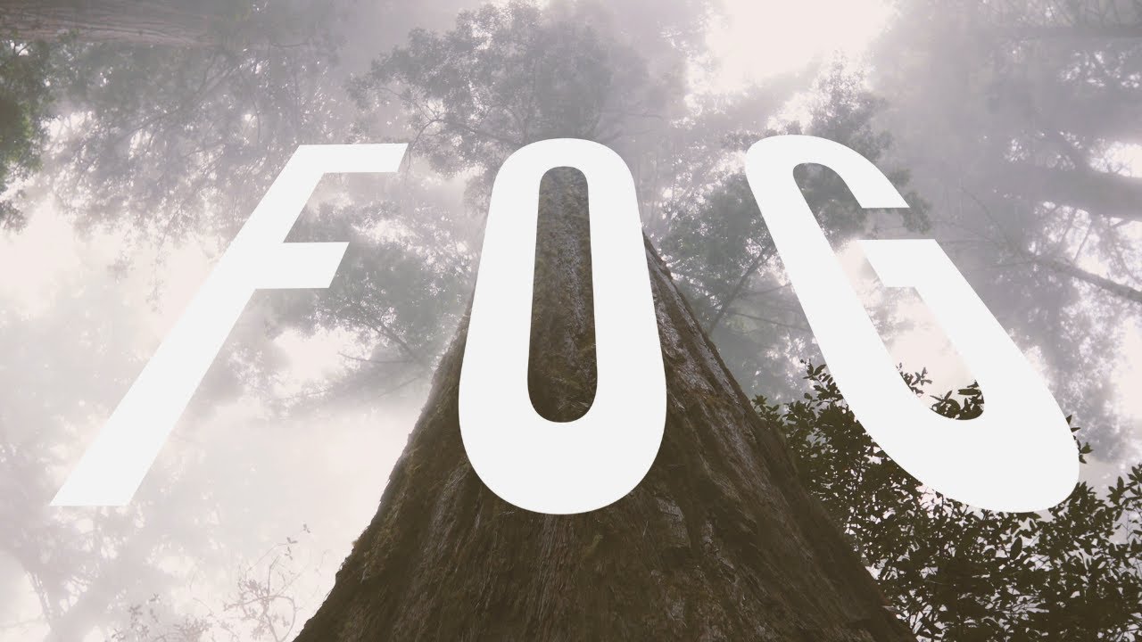 How These Trees Reach 400 Feet - YouTube