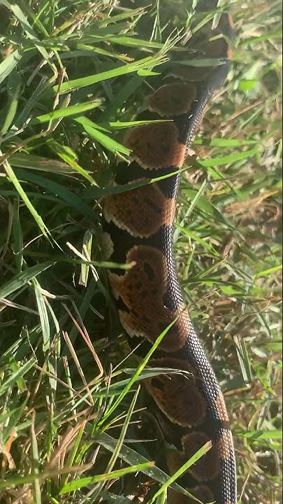 Ball python slithering threw the grass - YouTube