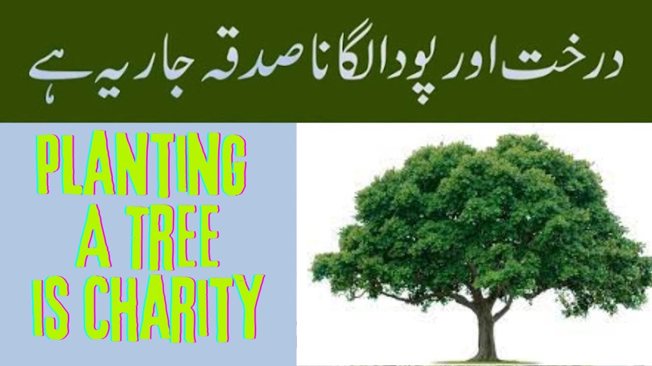 Sahih Bukhari 2320 | trees and plants #islamthestraightway - YouTube