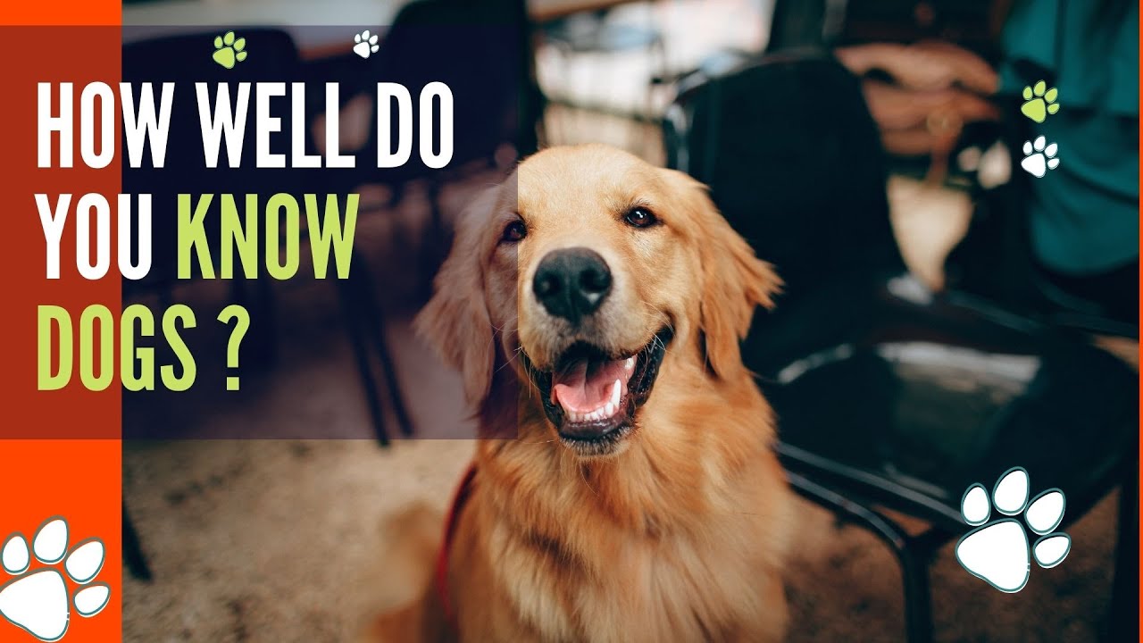 How well do you know your DOG ? | Dog Facts | Pets | Learn | DOG lovers ...