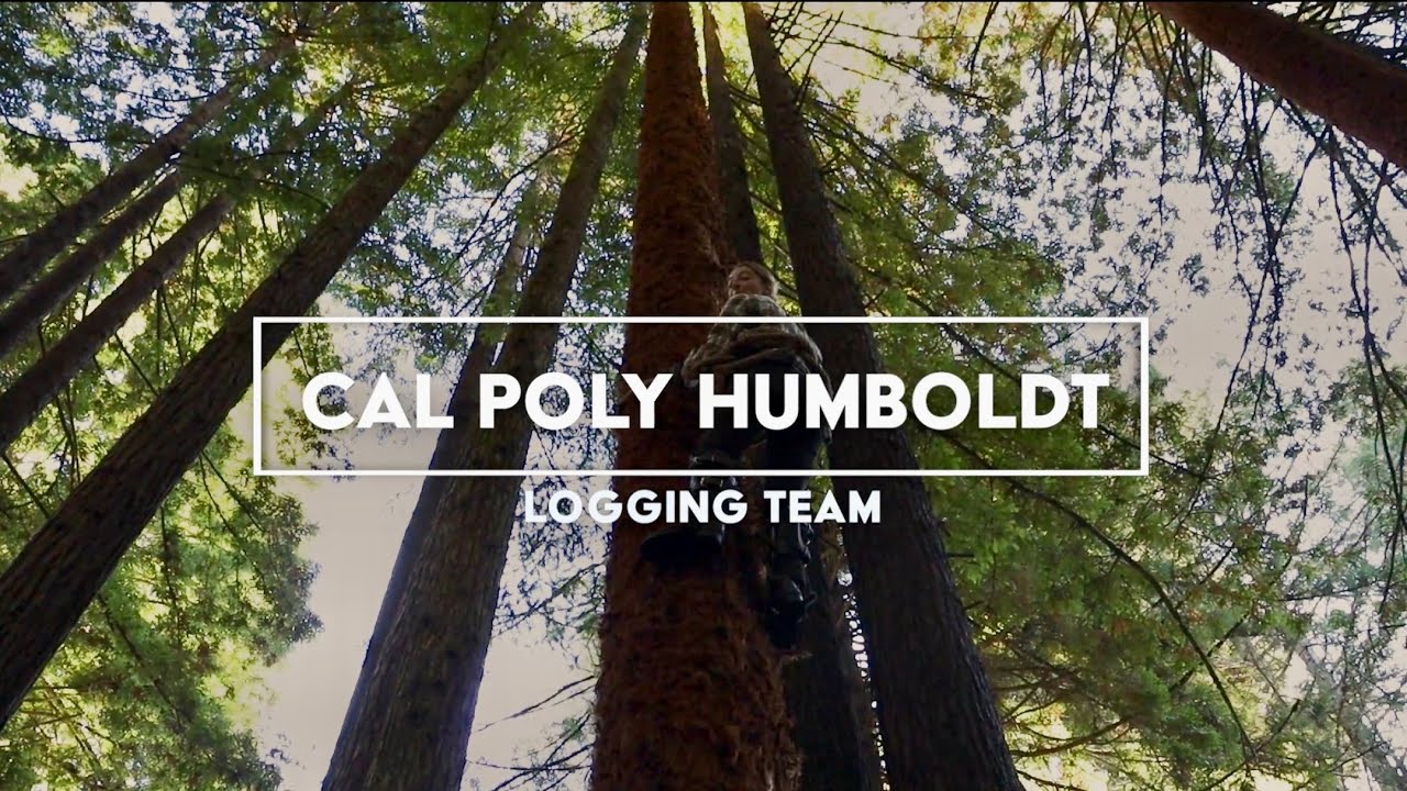 Watch the Cal Poly Humboldt logging team in action! - YouTube
