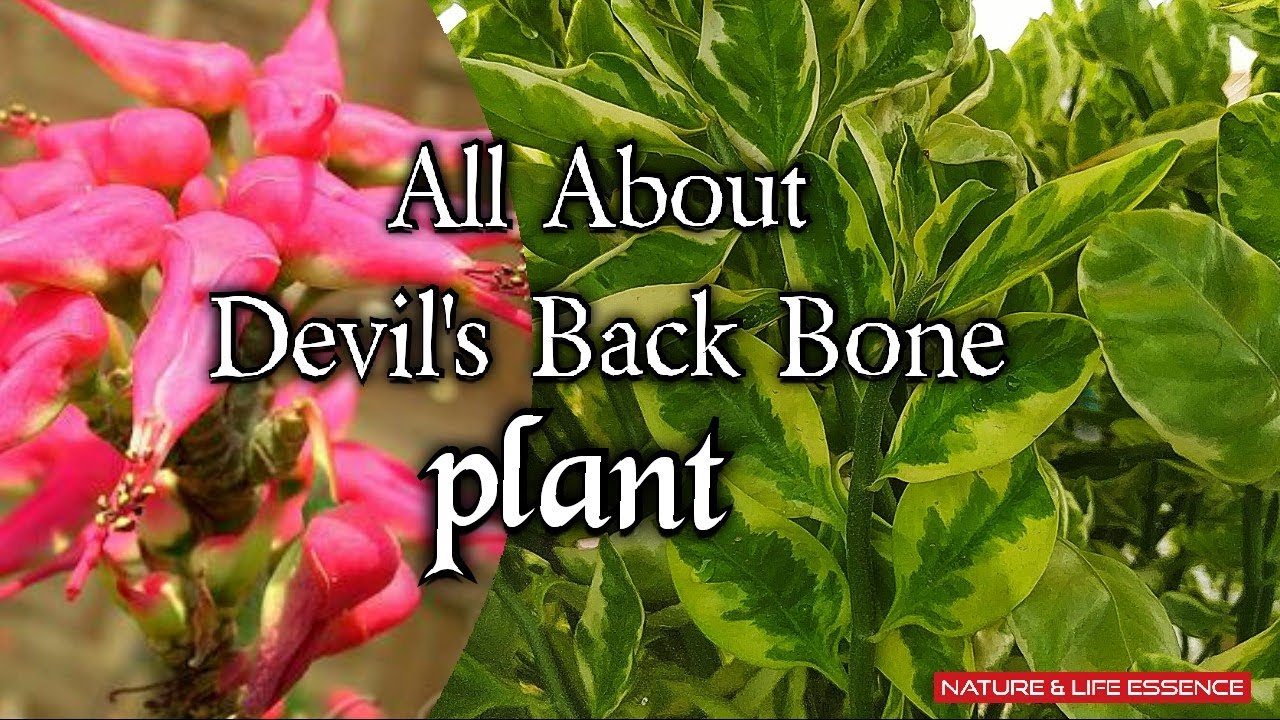 Complete Care about Pedilanthus Tithymaloides /Devil's Back bone/Nagdon ...