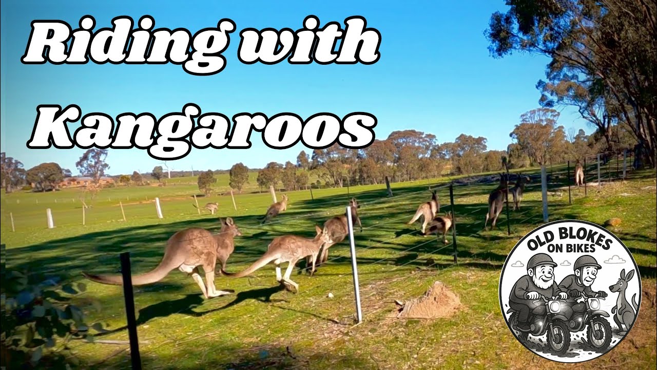 Riding with kangaroos - YouTube