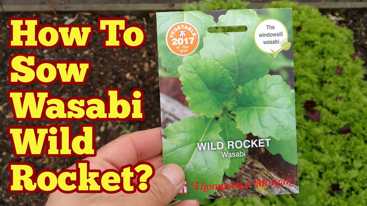 How To Sow Wasabi Wild Rocket? / No Dig Allotment Kitchen Garden And ...