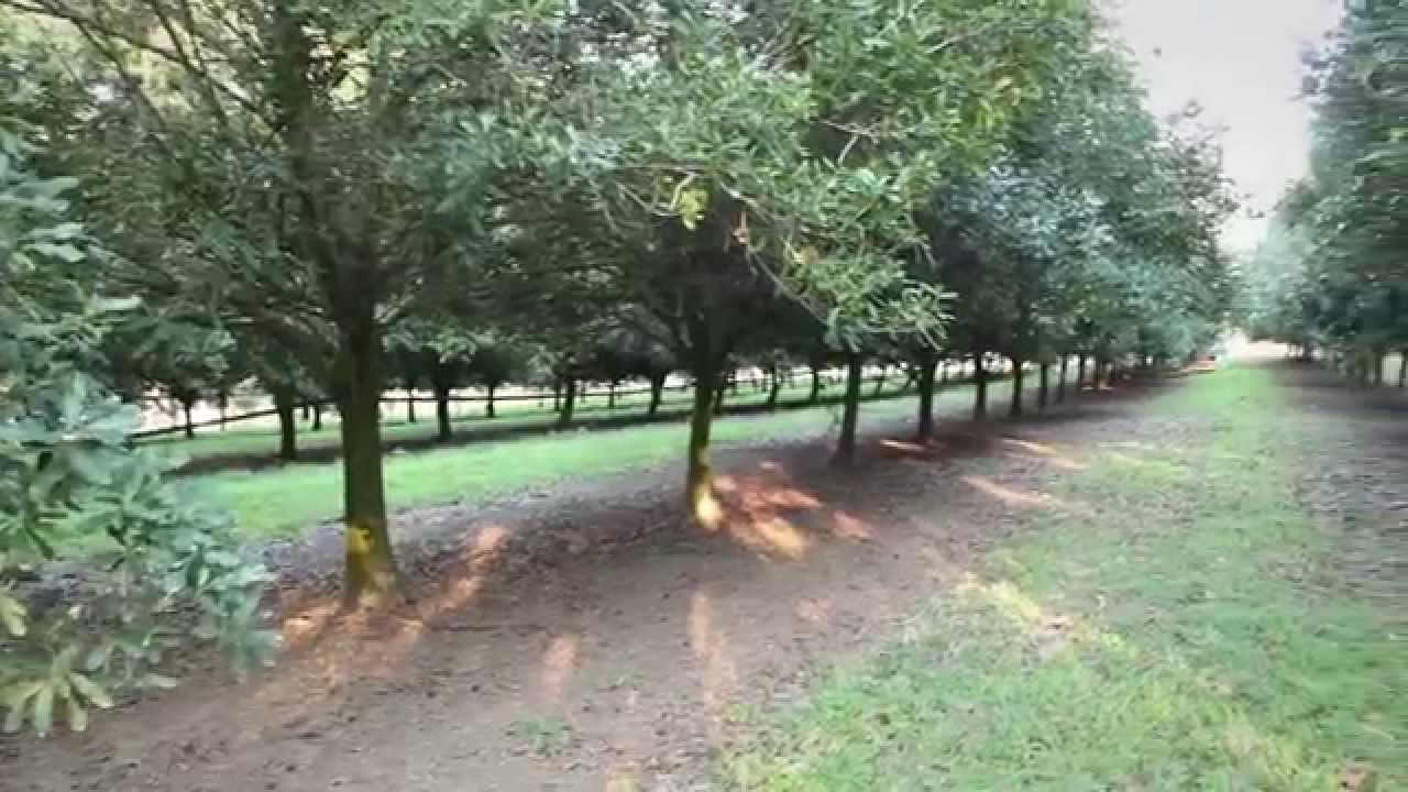 Nutworks Macadamia Factory - Farm to Plate - YouTube