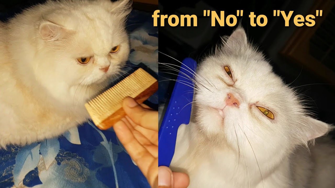 Memu Cat's Brushing Drama From Denial to Acceptance! - YouTube