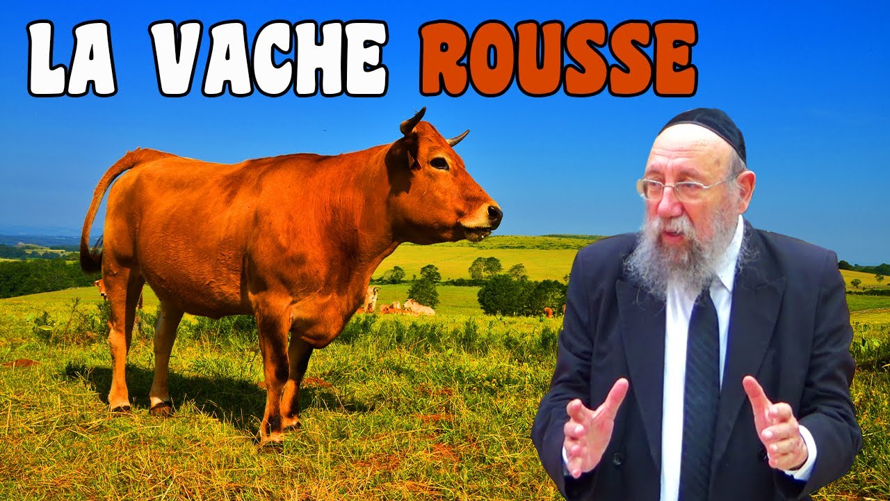 Rav Samuel | La vache rousse | Ki Tissa - YouTube
