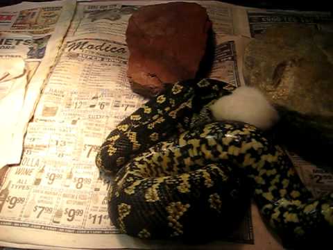 Jungle Carpet Python Eating A rat part 6 - YouTube