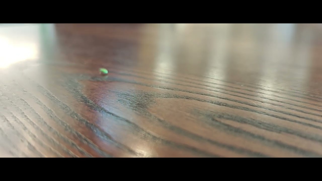 Fast Walking Green Insect - YouTube