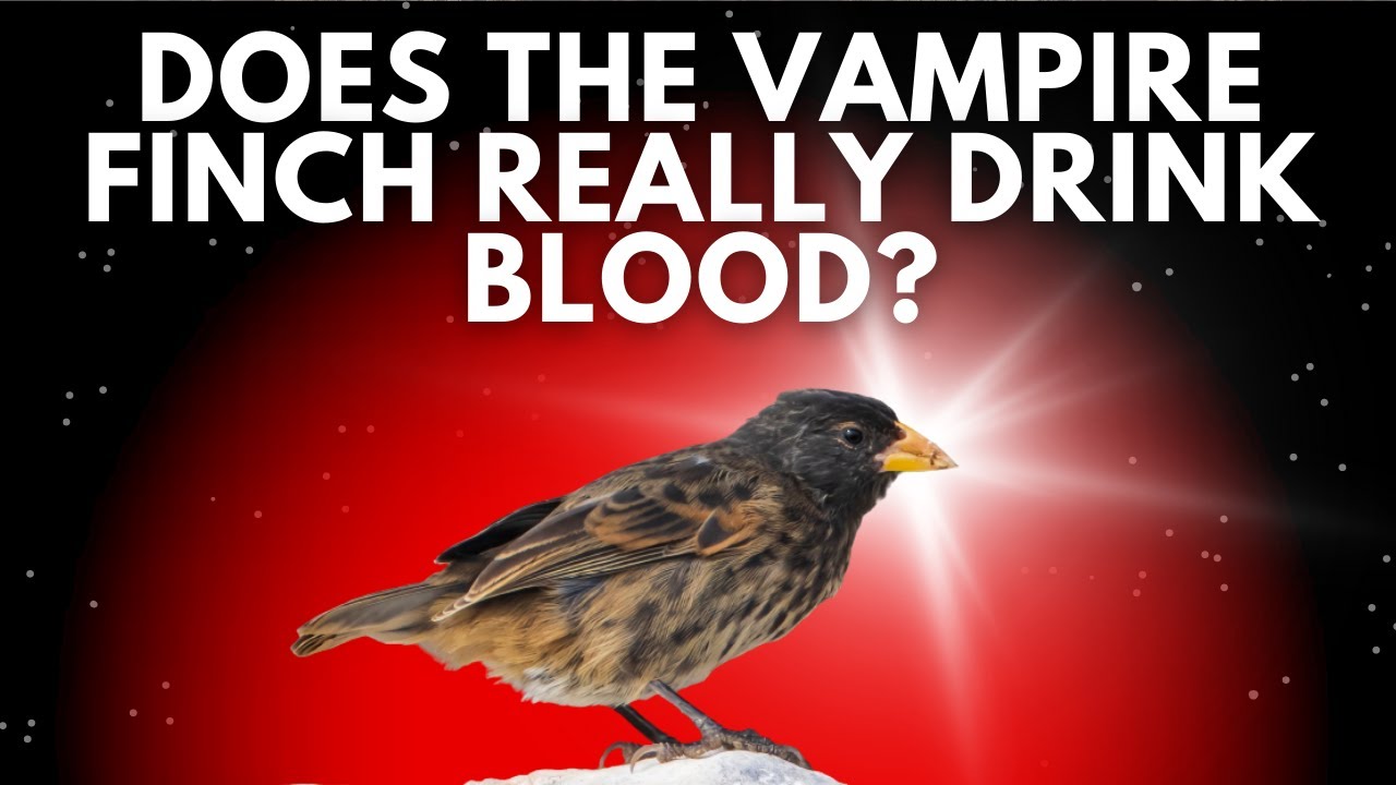 Why Does the Vampire Finch Drink Blood Like a Vampire? - YouTube