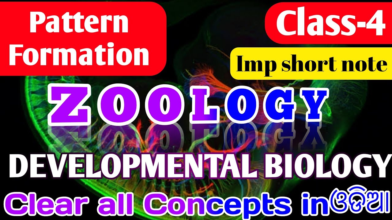 🟥DEVELOPMENTAL BIOLOGY/PATTERN FORMATION/Most important/ZOOLOGY/ବୁଝନ୍ତୁ ...
