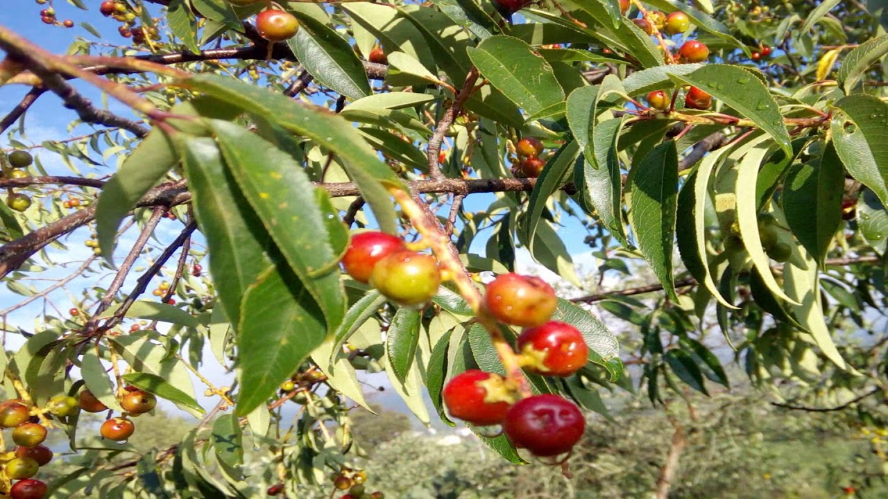 LOS CAPULINES - YouTube