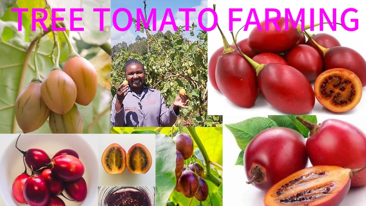 Tree Tomato Farming || How to become a Successful fruit farmer - YouTube