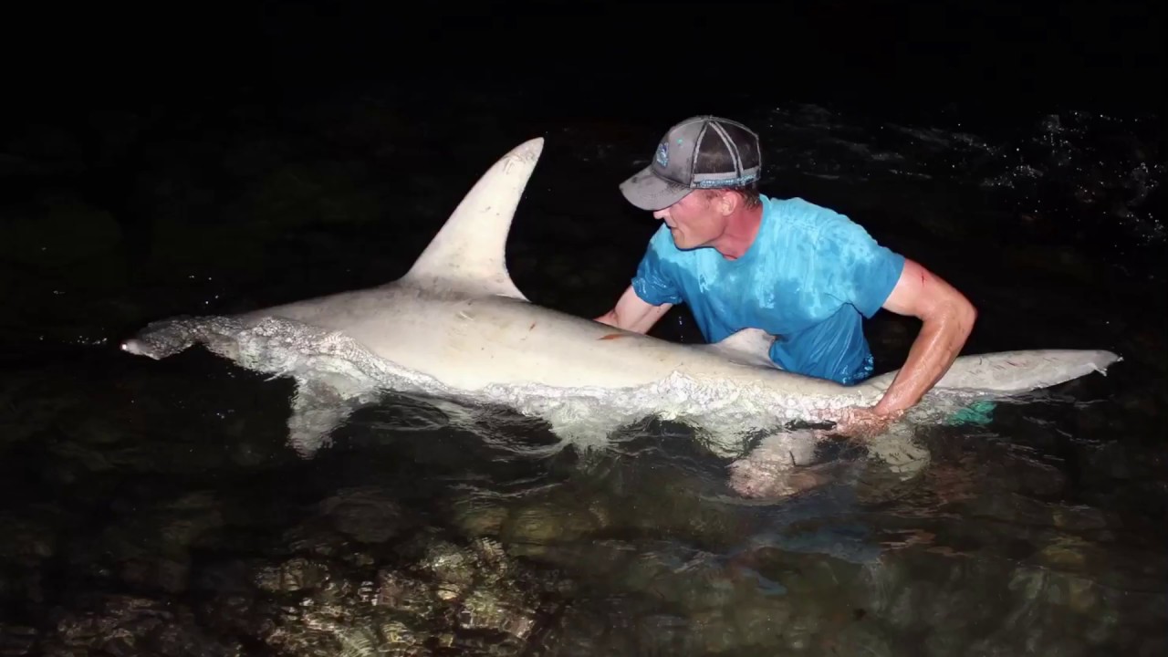 Hammerhead Shark at Skyway Pier Florida - YouTube