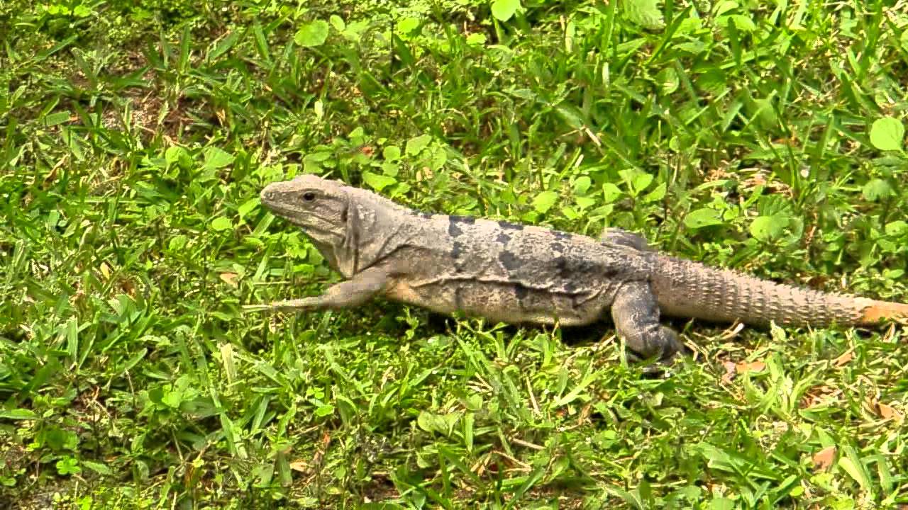 Dancing Iguana - YouTube