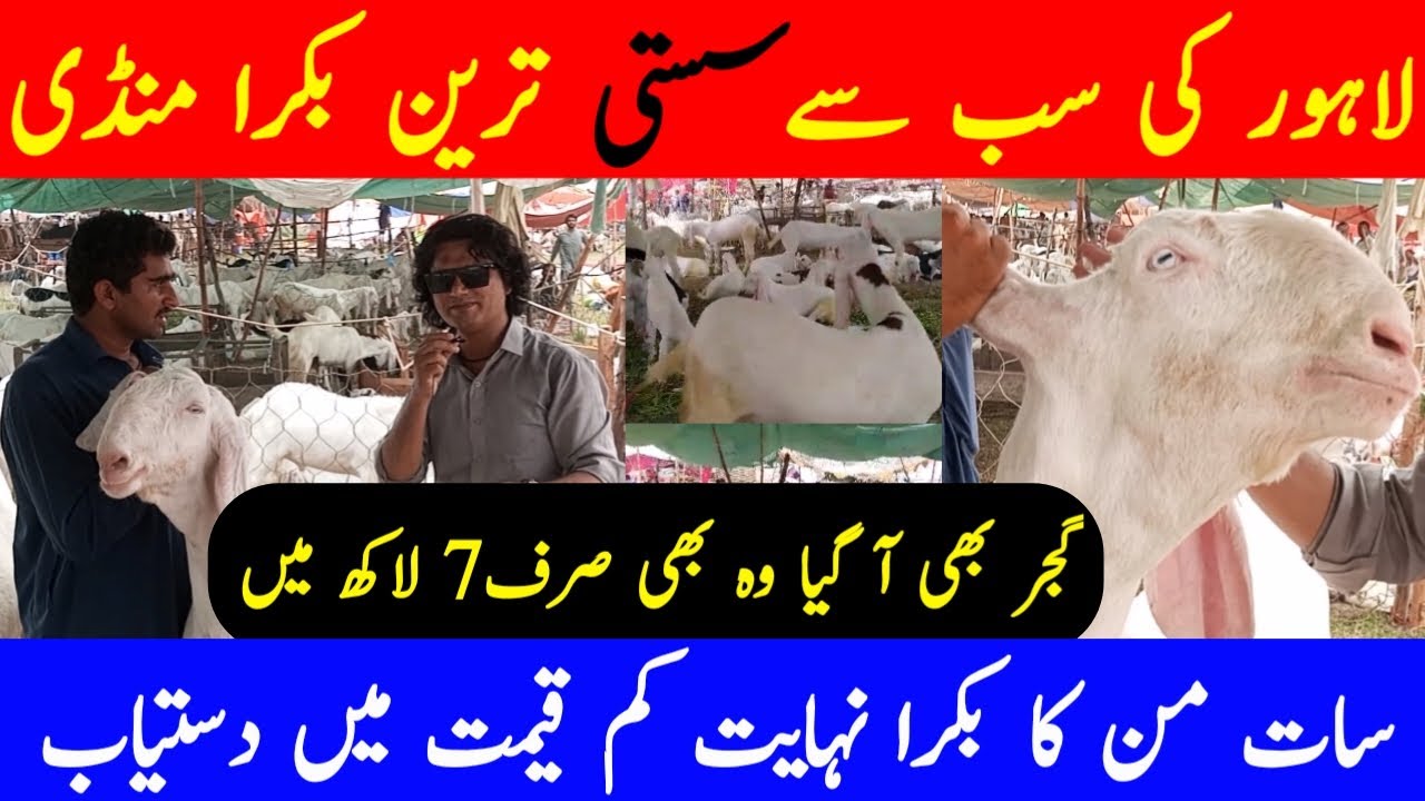 Bakra Mandi in Pakistan | Bakra Mandi in Lahore | Low Prices Bakra in ...
