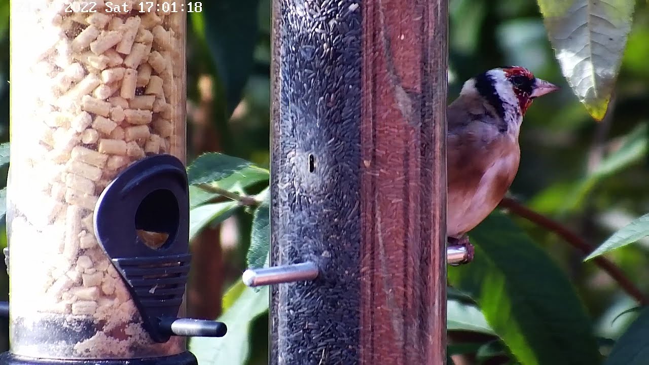 Live Bird Feeding in Rotherham. **NEW LAYOUT** - more species to see ...