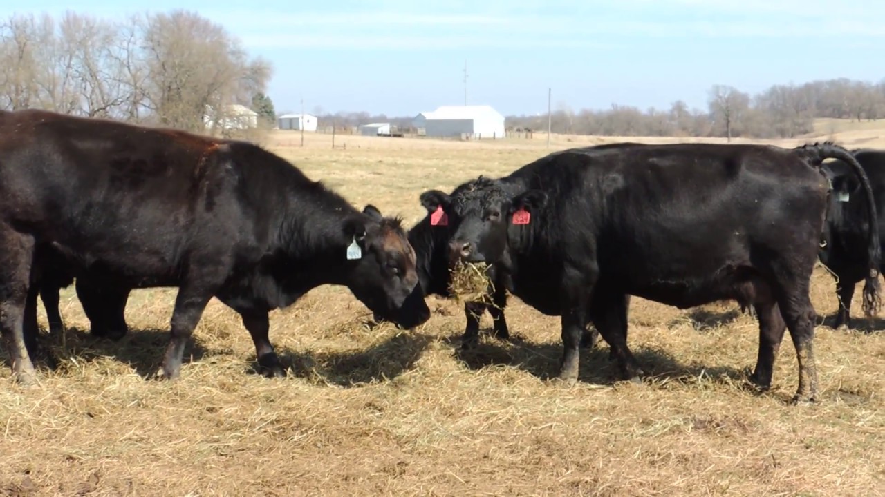 B/F Cattle Co. Balancer Cows - YouTube