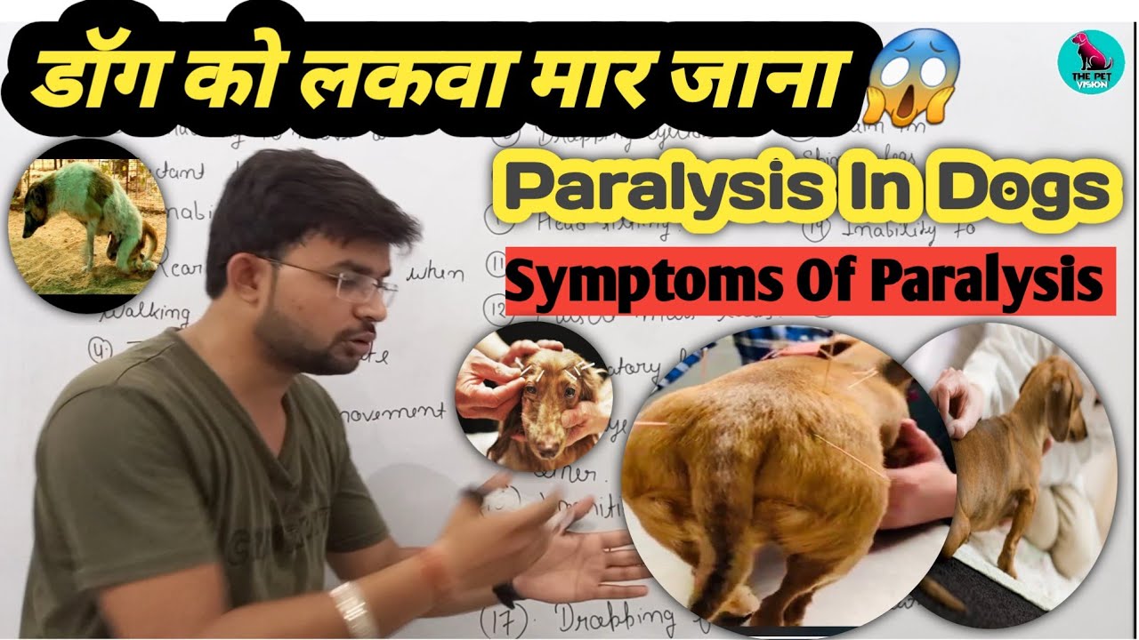 paralysis in dogs | symptoms of paralysis | डॉग मे लकवा आने के लक्षण ...