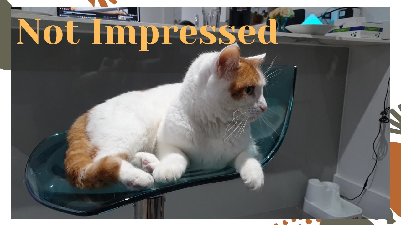 Cat Interrupted Another Cat's Video Shoot - YouTube