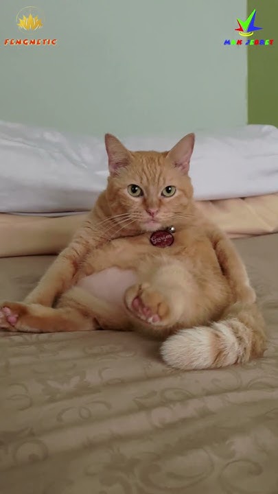 Cute Cat Video Part 2 Adorable Cat Getting Ready For Bed Youtube