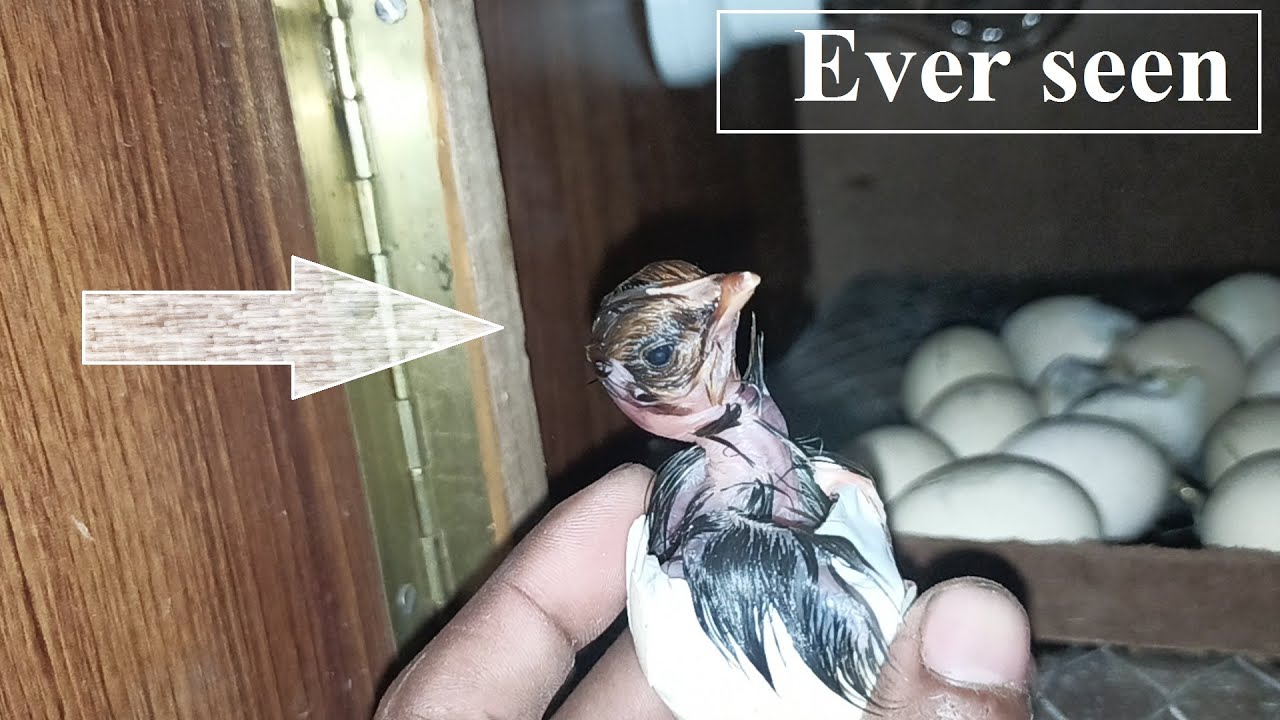 New baby chicks Born in Incubator - Hatching Wooden box incubator - YouTube