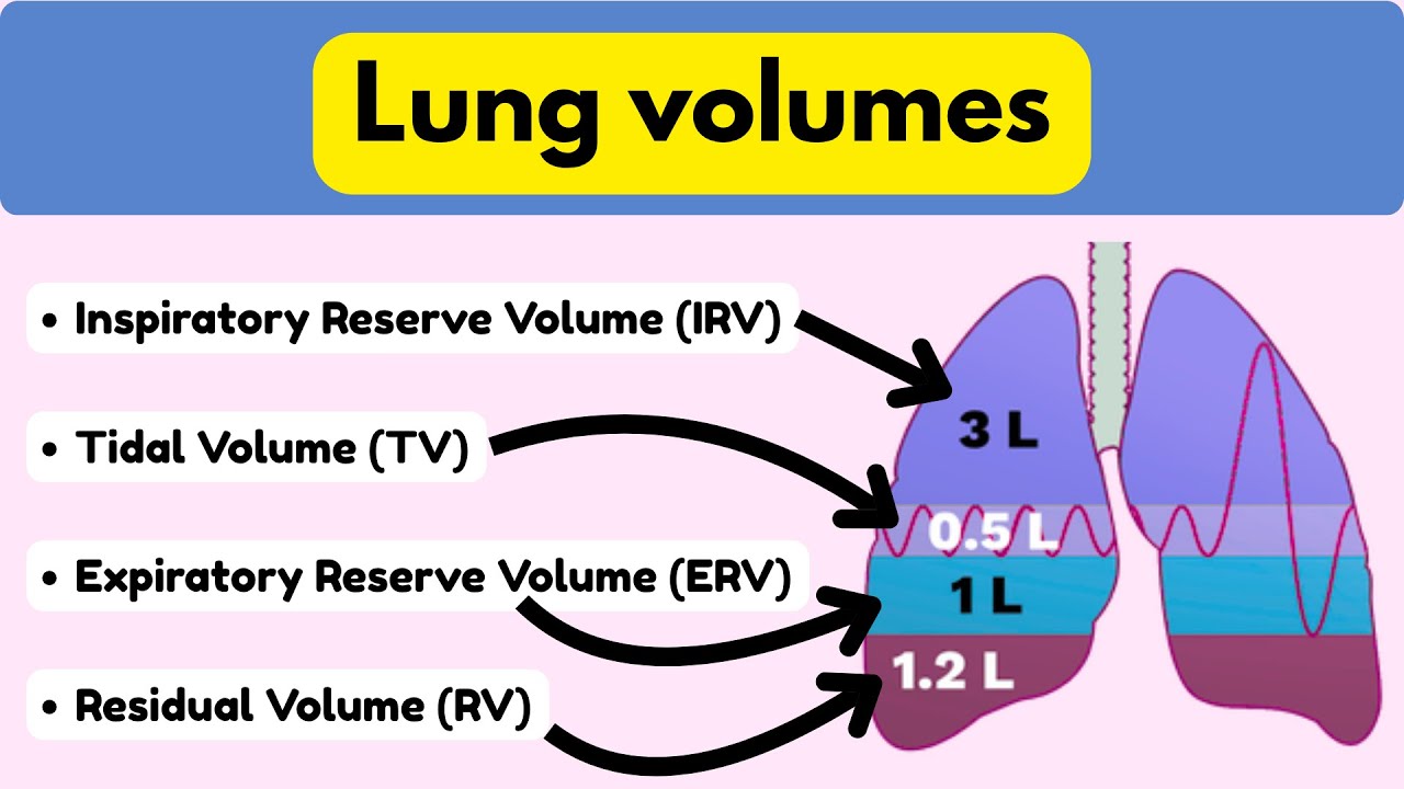 Tidal Volume of Lungs, Inspiratory Reserve, Expiratory Reserve Volume ...