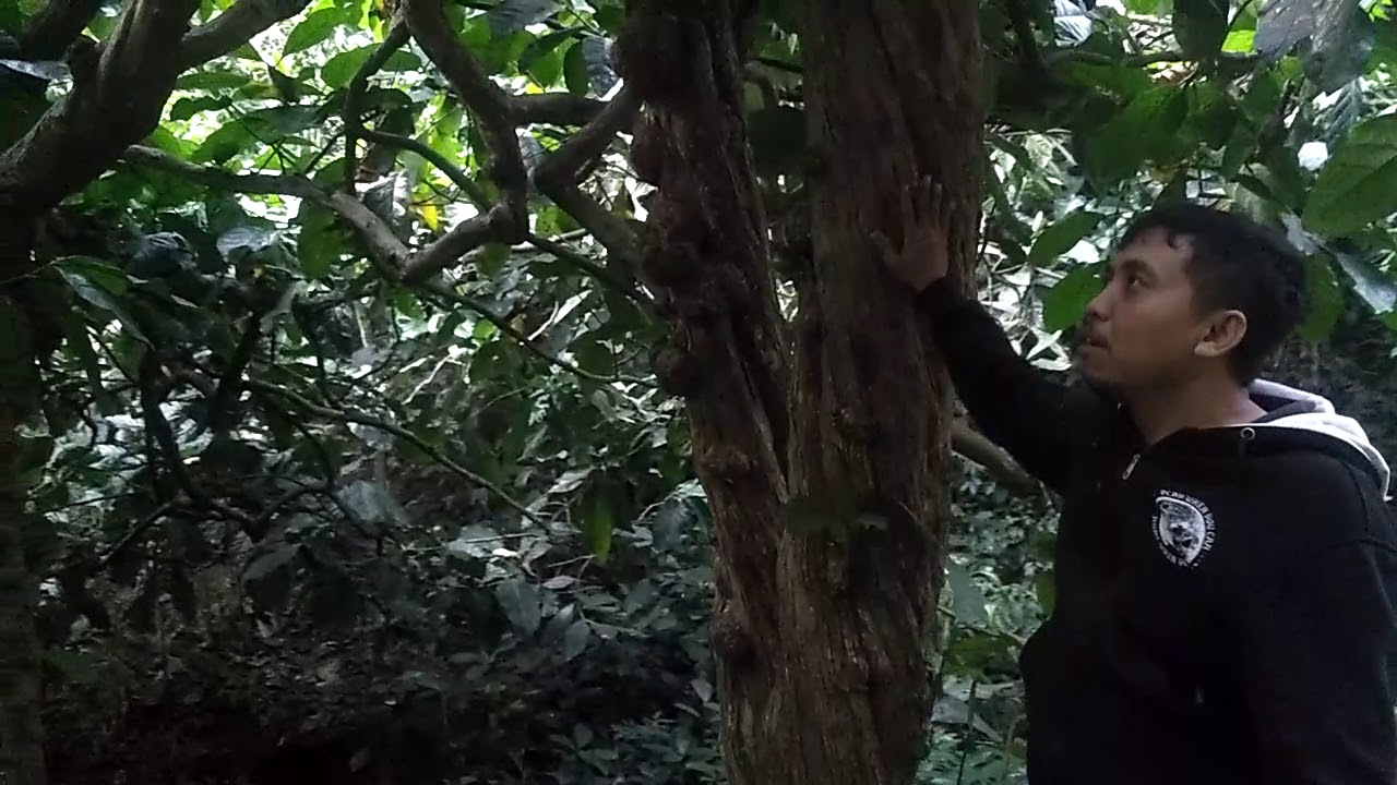 Pohon Kopi Excelsa Wonosalam ~ Pohon Tua Excelsa - YouTube