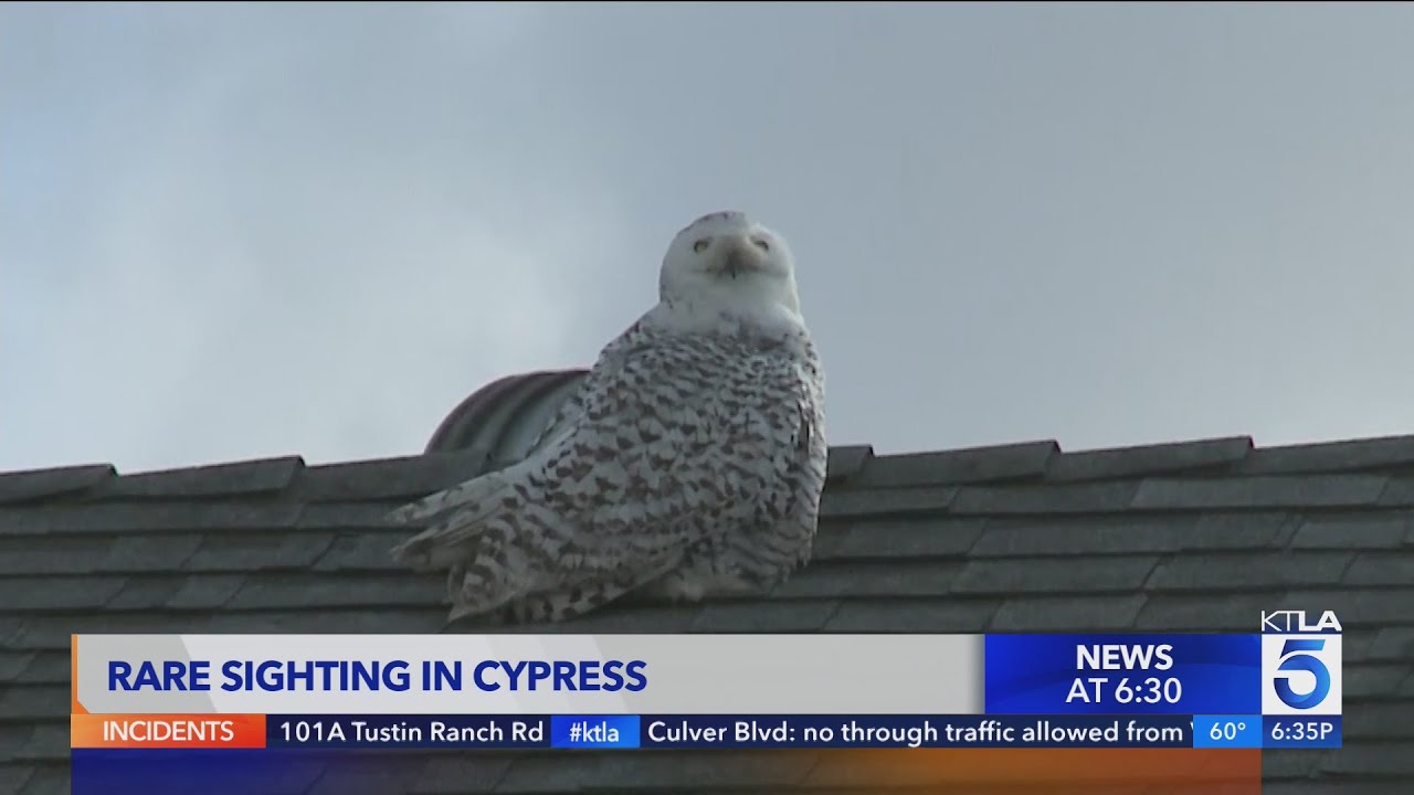 Rare snowy owl sighting in Orange County captivates local residents ...