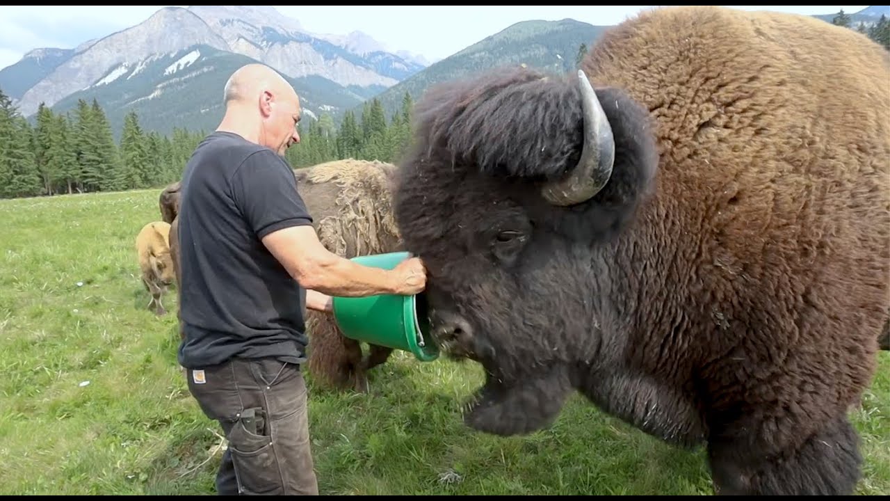 Great Buffalo Ranch & Furry Critters Video - YouTube