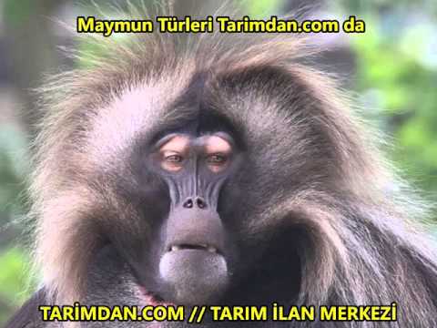 Maymun Türleri Tarimdan com da