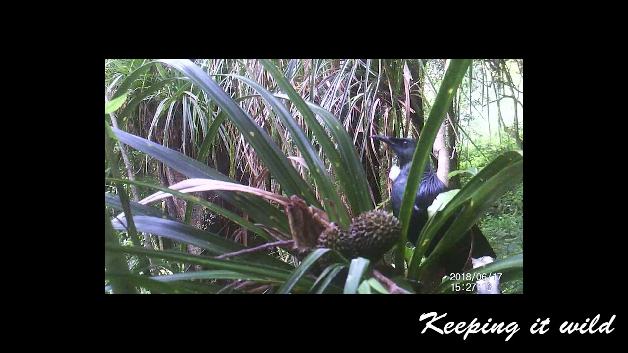 Tui eating Kiekie fruit - YouTube