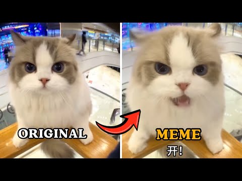 Original video vs meme | CAT MEMES 