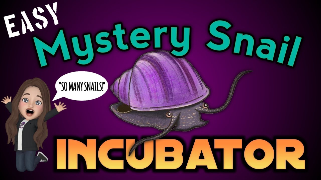 EASY Mystery Snail Clutch Incubator - YouTube