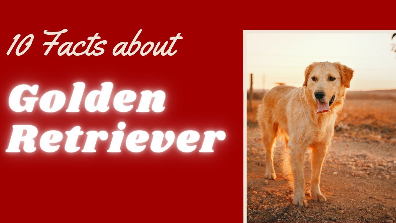 10 FACTS about Golden Retrievers you NEED to know - YouTube