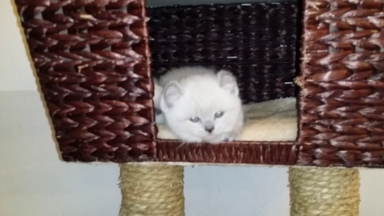 British Curl Kitten mit 5 Wochen - Teil 4 - YouTube