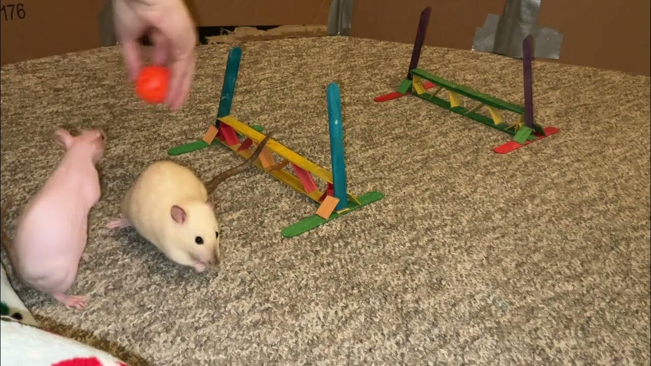 My pet rats Popcorn (Siamese) and Tofu (hairless) practicing their hurdle fetch together! - YouTube
