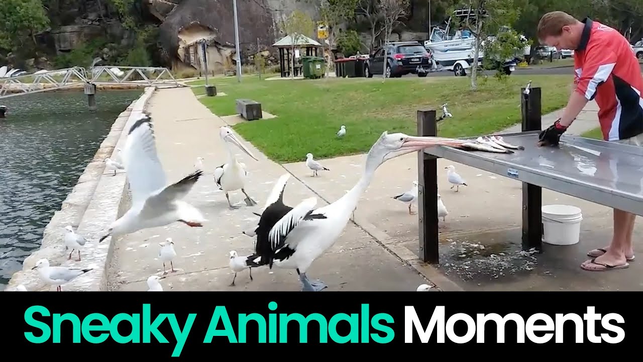Animal Shenanigans: Sneaky Animals Caught on Camera - YouTube