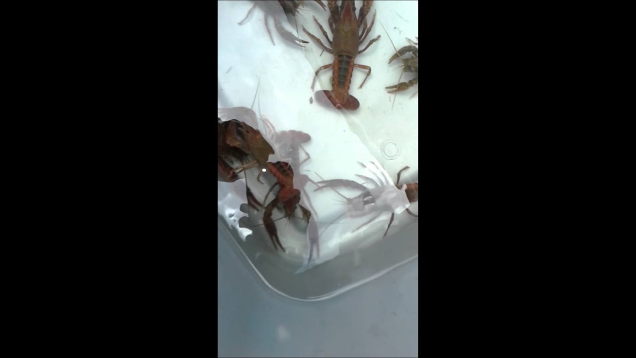 Crawfish from a ditch - YouTube