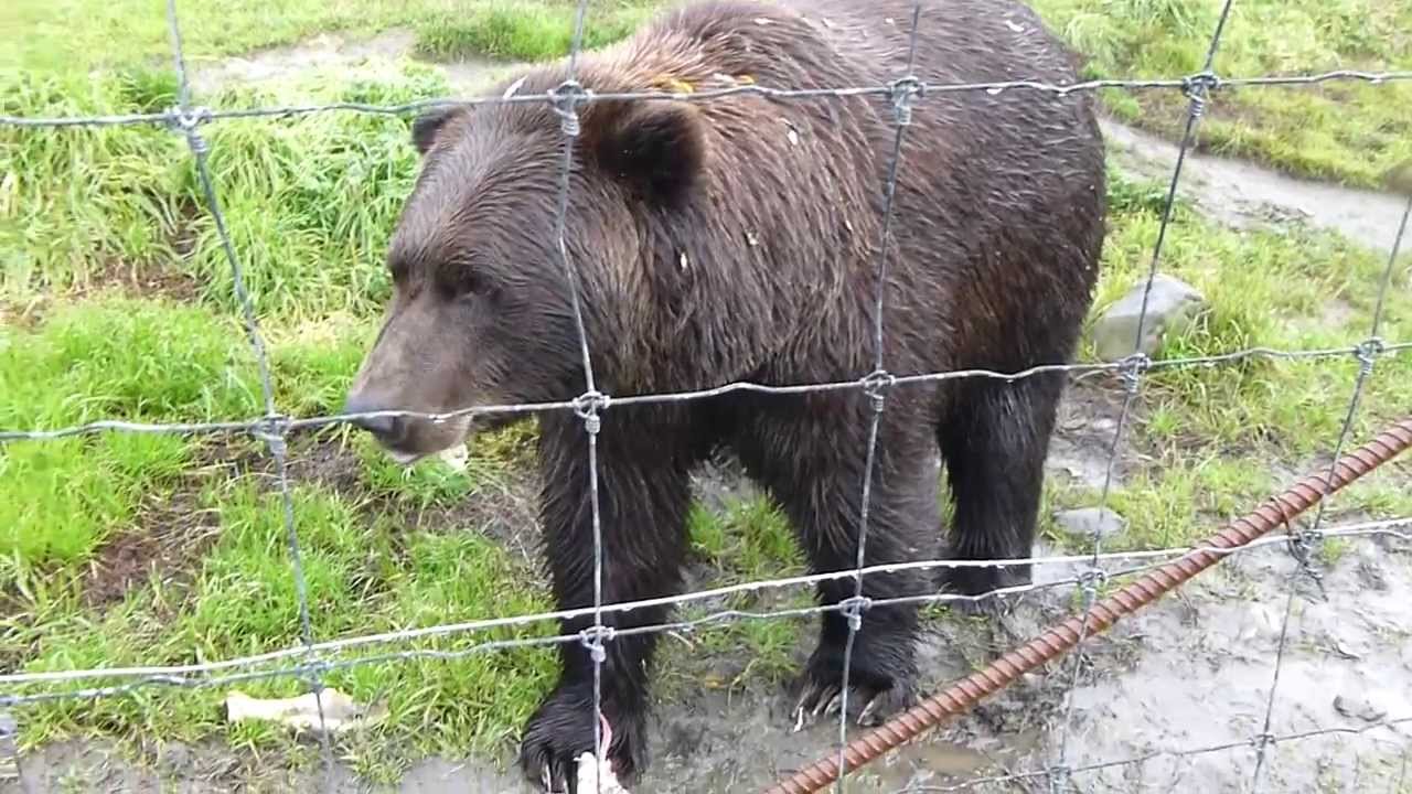 Grizzly Bear Feasting at Alaska Wildlife Conservation Center - YouTube