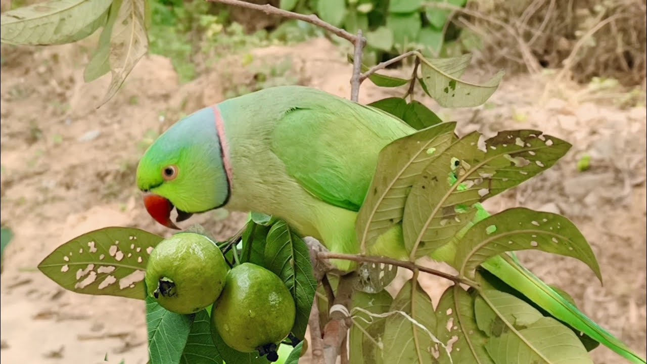 Parrot Eating Guava fruit #parrotfood #parrotlover #parrot #parrotvideo ...