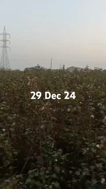 Cotton today condition 29 Dec 2024 - YouTube