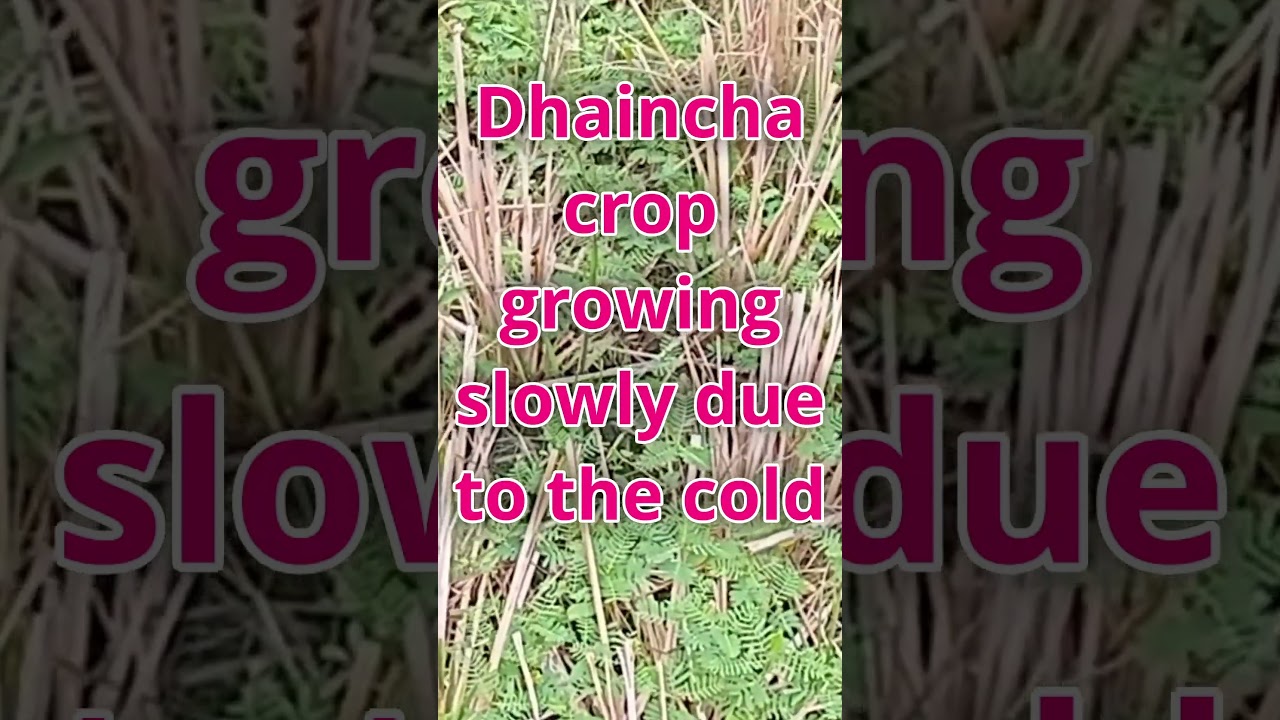 OrganicSiri Gallery - OrganicSiri Farms