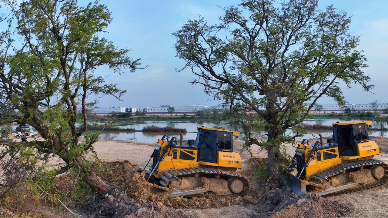 Bulldozer Was Does a Great Job,Bulldozer SHANTUI Push Big Tree And ...