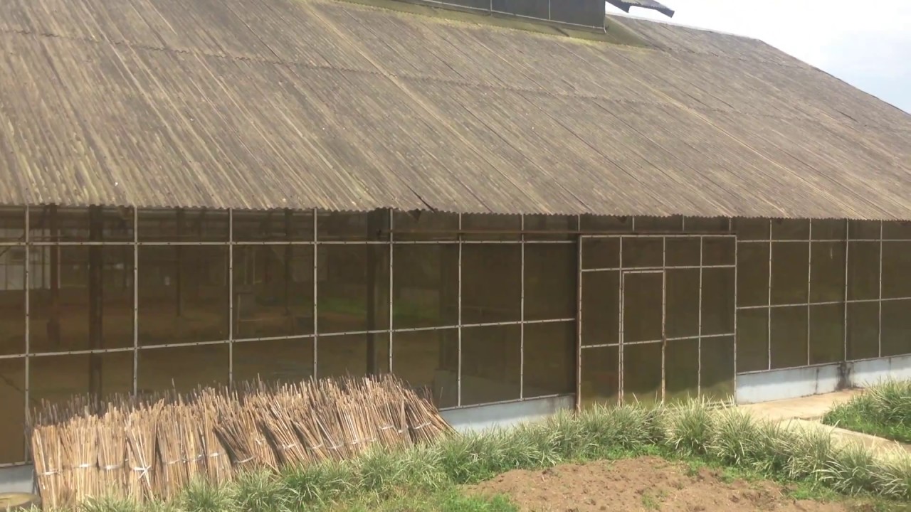 Bibit kentang hasil kultur jaringan pada screen house di Kebun benih ...