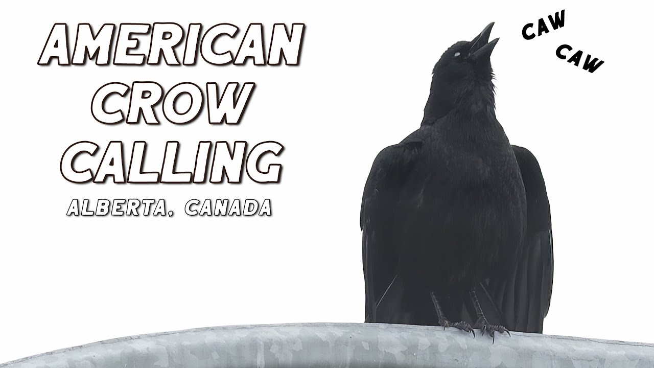 American CROW CALLING | Crow Sounds | #crow #wildlife #birds #corvids ...